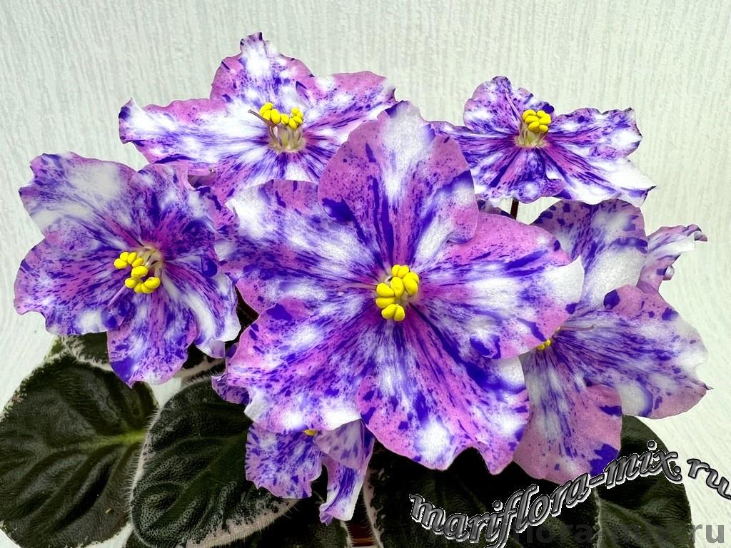 Зарубежная селекция